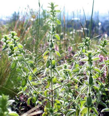 Our Products | Natural Herbal E.V.R