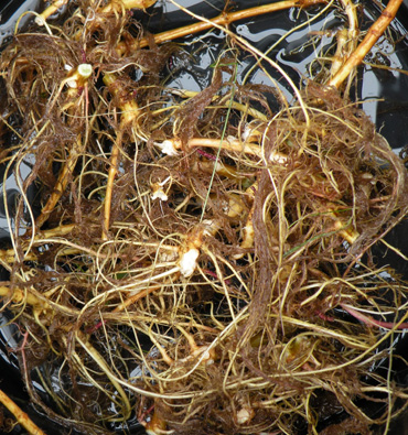 Our Products | Natural Herbal E.V.R